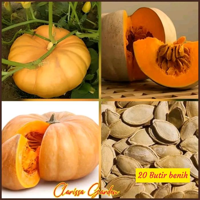 Jual BIJI BENIH TANAMAN LABU KUNING / LABU PARANG | Shopee Indonesia