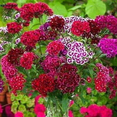 Jual JTTOP" BIBIT / BENIH BIJI BUNGA GANTUNG DIANTHUS WEE WILLIE MIX ...