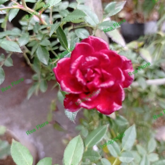 Jual Thinkerbelllll Tanaman Bunga Mawar Merah Mini/Mawar Impor Climbing ...