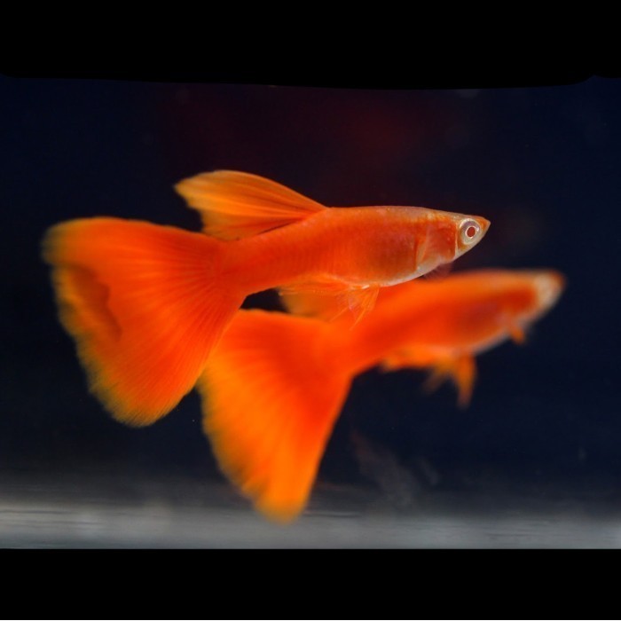 Jual (Expert) Guppy Albino Full Red ( AFR ) Mata Merah / Ikan Hias Air | Shopee Indonesia