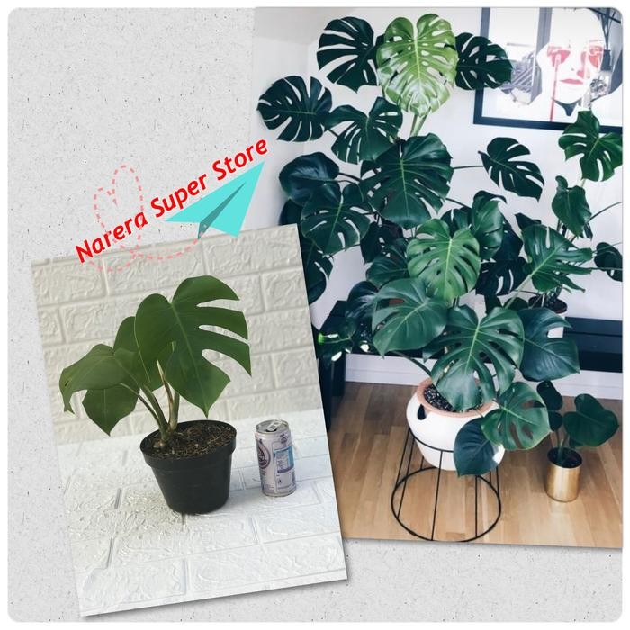 Jual Nirwana Gardenss Tanaman Hias Monstera Deliciosa Bunga Indoor ...