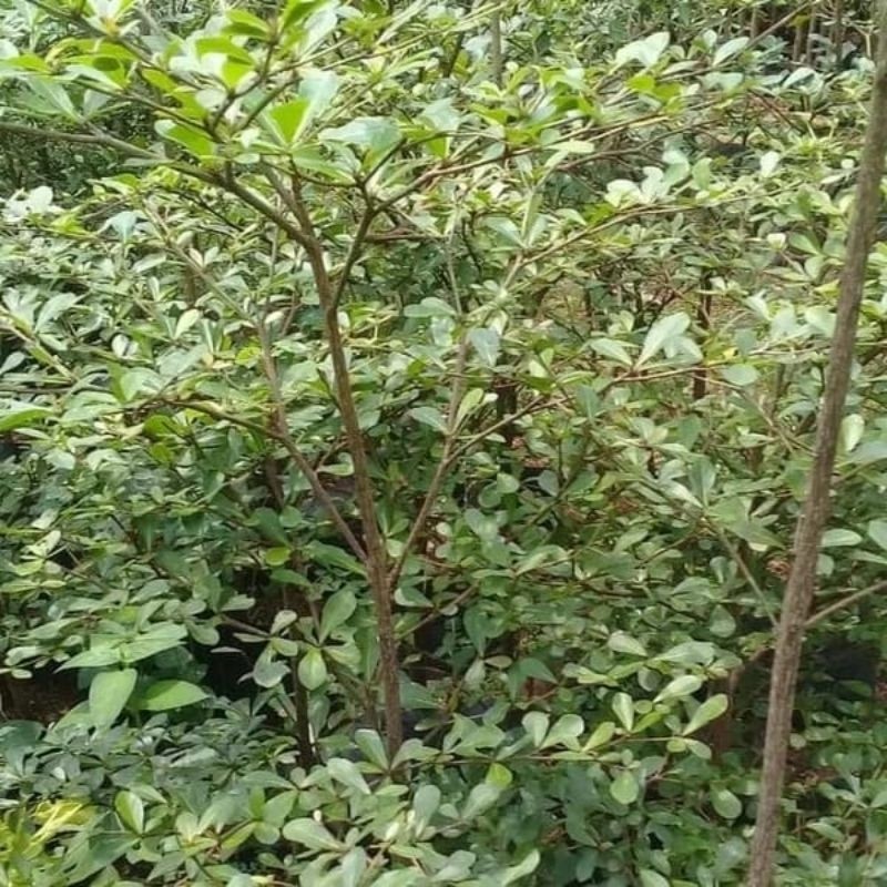Jual Pinan Shop Tanaman Pohon Ketapang Kencana Hijau / Madagascar ...