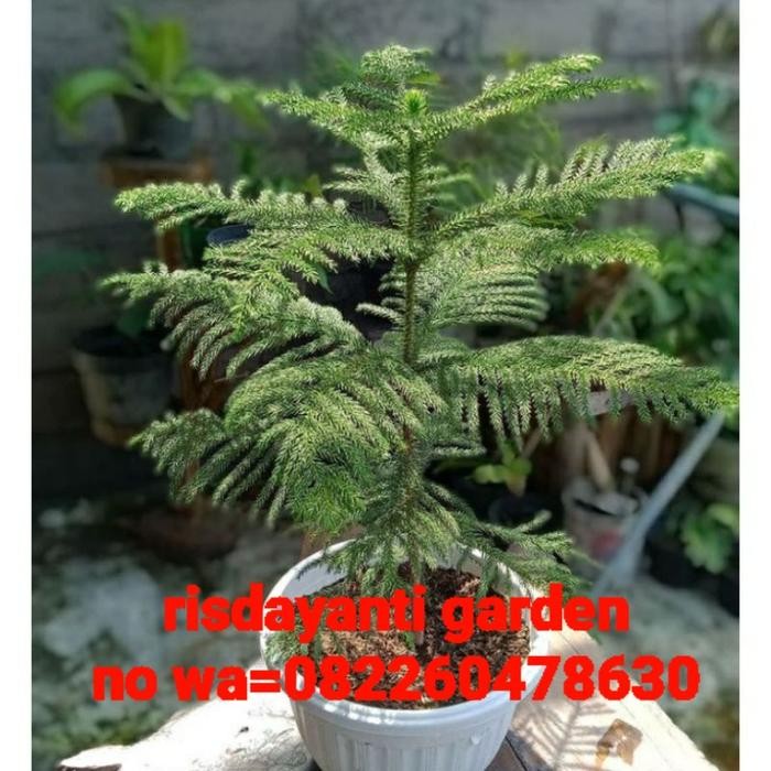 Jual pohon cemara norfok - cemara pentris - kualitas unggul Kode 1240 ...