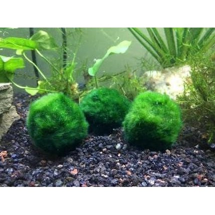 Jual Marimo Moss Ball Bola Algae (1 Cm) | Shopee Indonesia