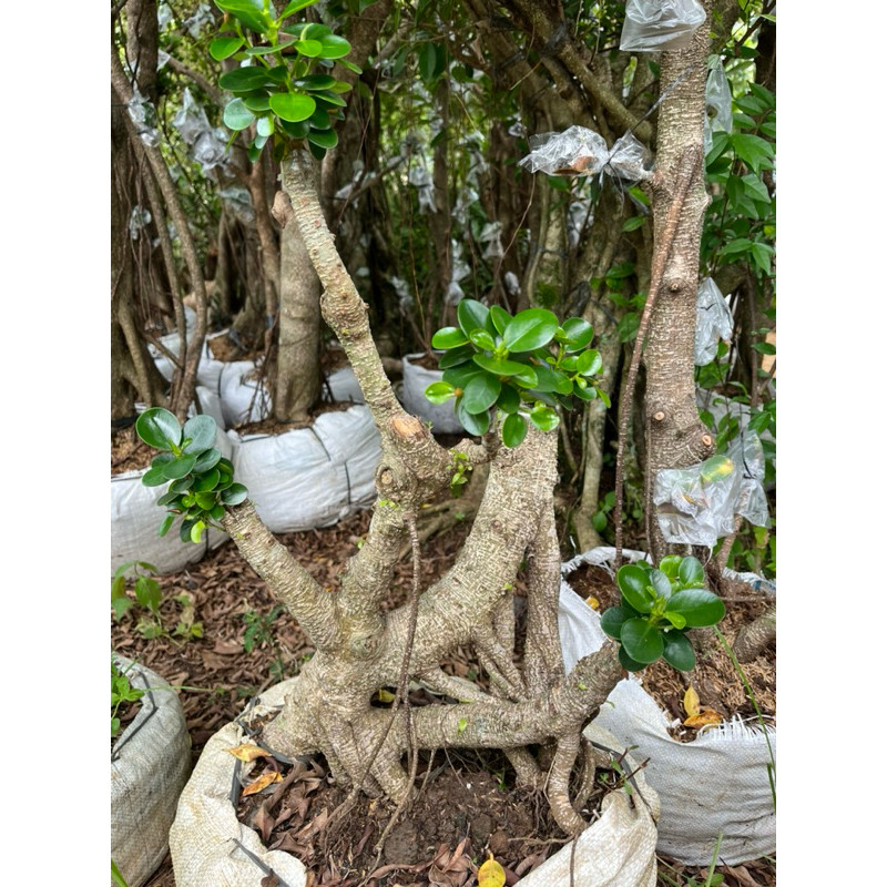 Jual Happygardens Bonsai Dolar Micro Cabang Banyak 150 Cm | Shopee ...