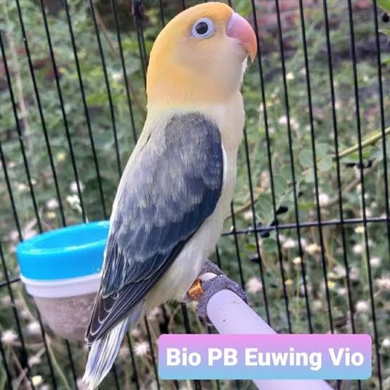 Jual Lovebird Biola Pb Ewing/Burung Lovebird | Shopee Indonesia