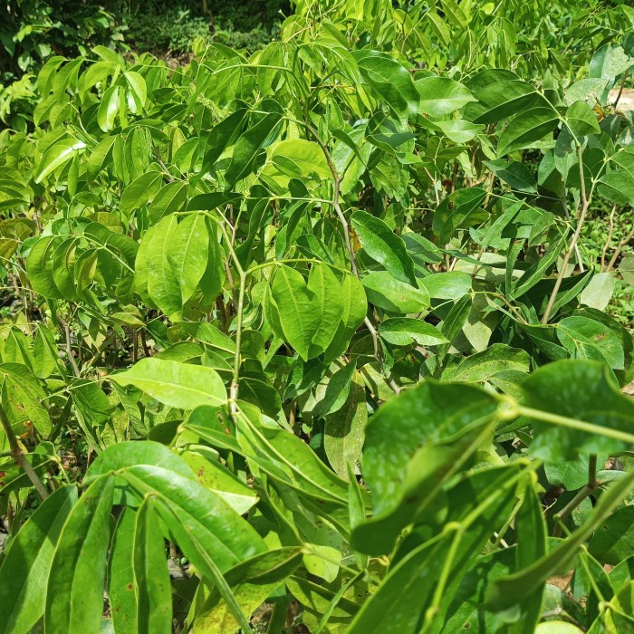 Jual BERGARANSI Bibit Tanaman Merbau Penghasil Kayu Besi Asal Papua ...