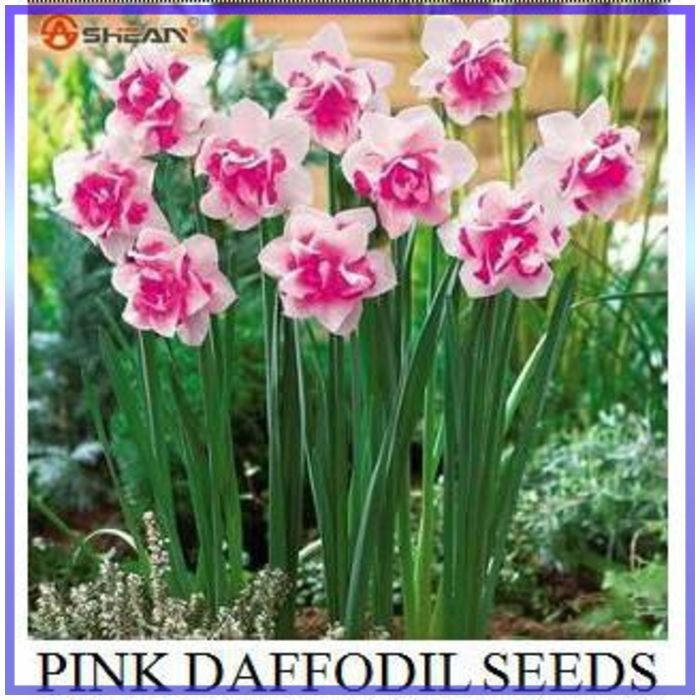 Jual BERMUTU Bibit Tanaman Bunga Pink Daffodil Double Petal Benih ...