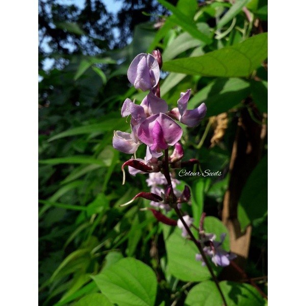 Jual 2 BIJI - BENIH KACANG KORO ROAY UNGU HYACINTH MOONSHADOW BEAN ...