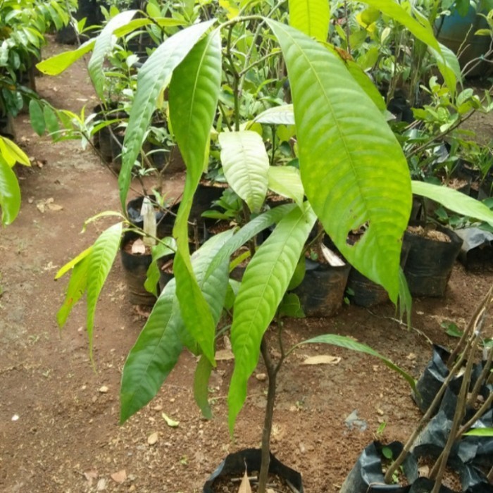 Jual BIBIT TANAMAN BUAH GANDARIA/ BUAH JATAKE UNGGUL DAN | Shopee Indonesia