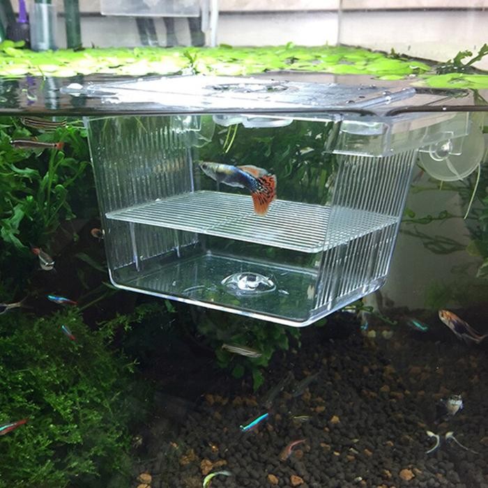 Jual Breeder Breeding Box Kotak Pemisah Karantina Ikan Cupang Guppy ...