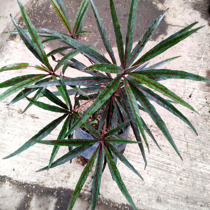 Jual New Tanaman Import Red African Talisay (Ketapang Merah ) Ready ...