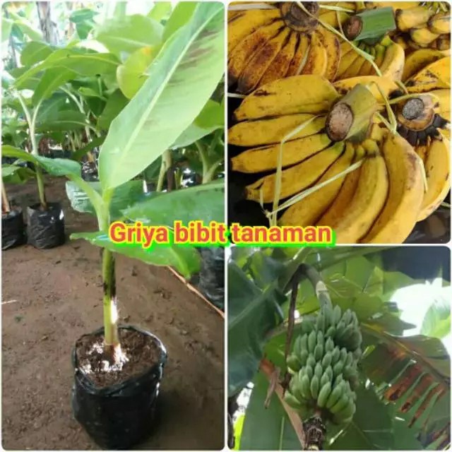 Jual TERLENGKAP BIBIT PISANG RAJA SAJEN Griya Bibit Tanaman | Shopee ...