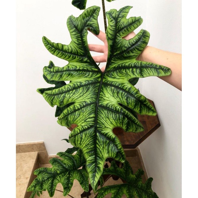 Jual Best Seller Alocasia Jacklyn Sp Sulawesi / Keladi Tanduk Rusa ...