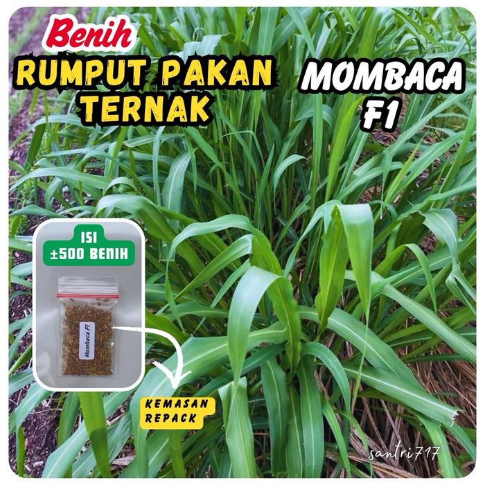Jual 500 Biji - benih rumput super mombaca f1 rumput mombasa pakan ...