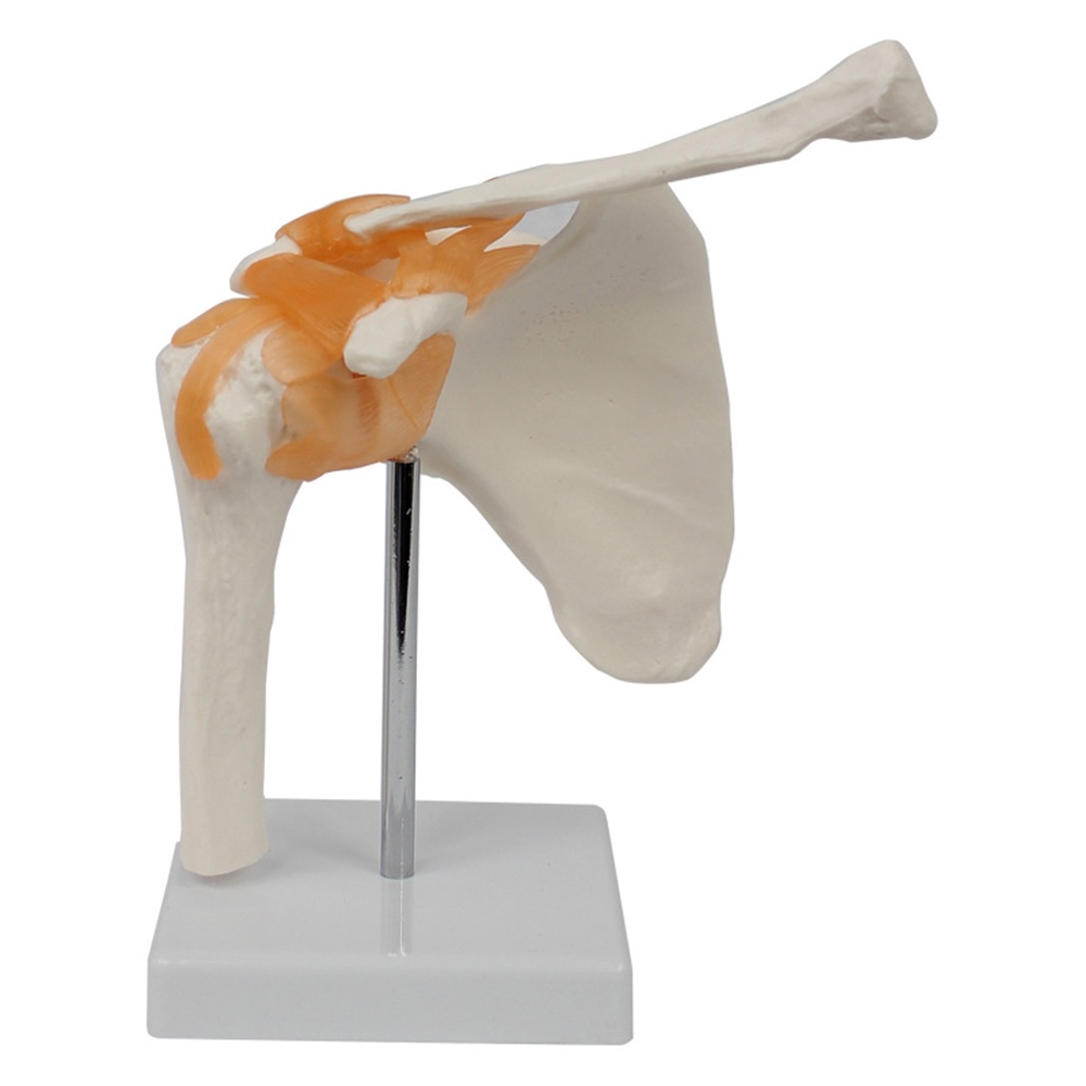 Jual New PVC Shoulder Joint Model Human Shoulder Bone Ligament Scapula ...