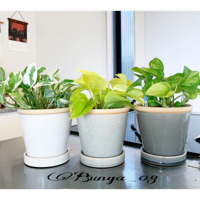 Jual Fresh Flower Paket 3 Pcs Tanaman Hias Sirih Gading Hijau Lemon ...