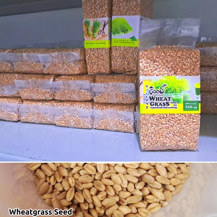 Jual Thinkerbelllll Bibit Wheatgrass Goodseed 560Ml, Benih Microgreen ...