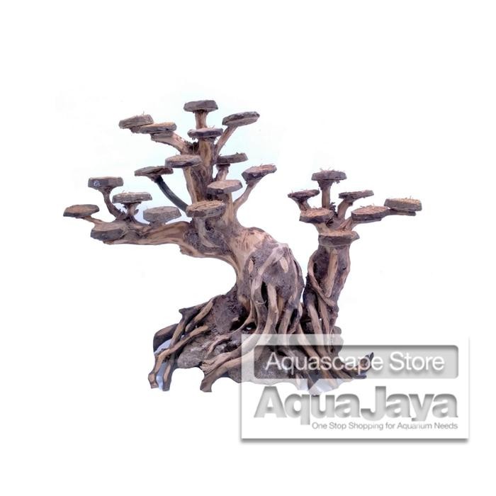 Jual PREMIUM HARDSCAPE Bonsai Rakitan Size S Cocok Untuk Tank 30cm ...
