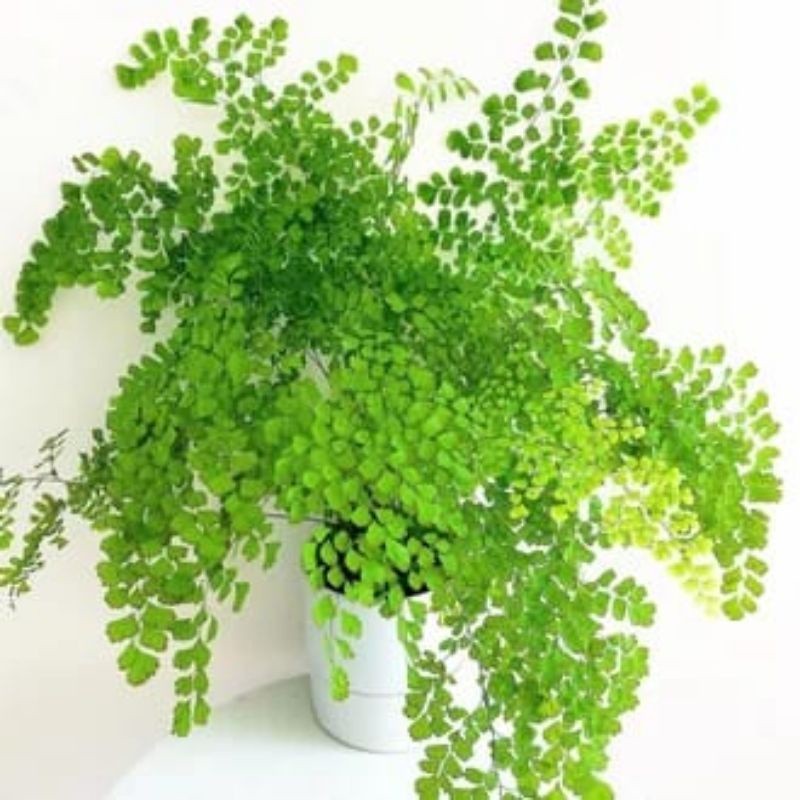 Jual Tanaman Gantung Suplir Kelor Adiantum Raddianum | Shopee Indonesia