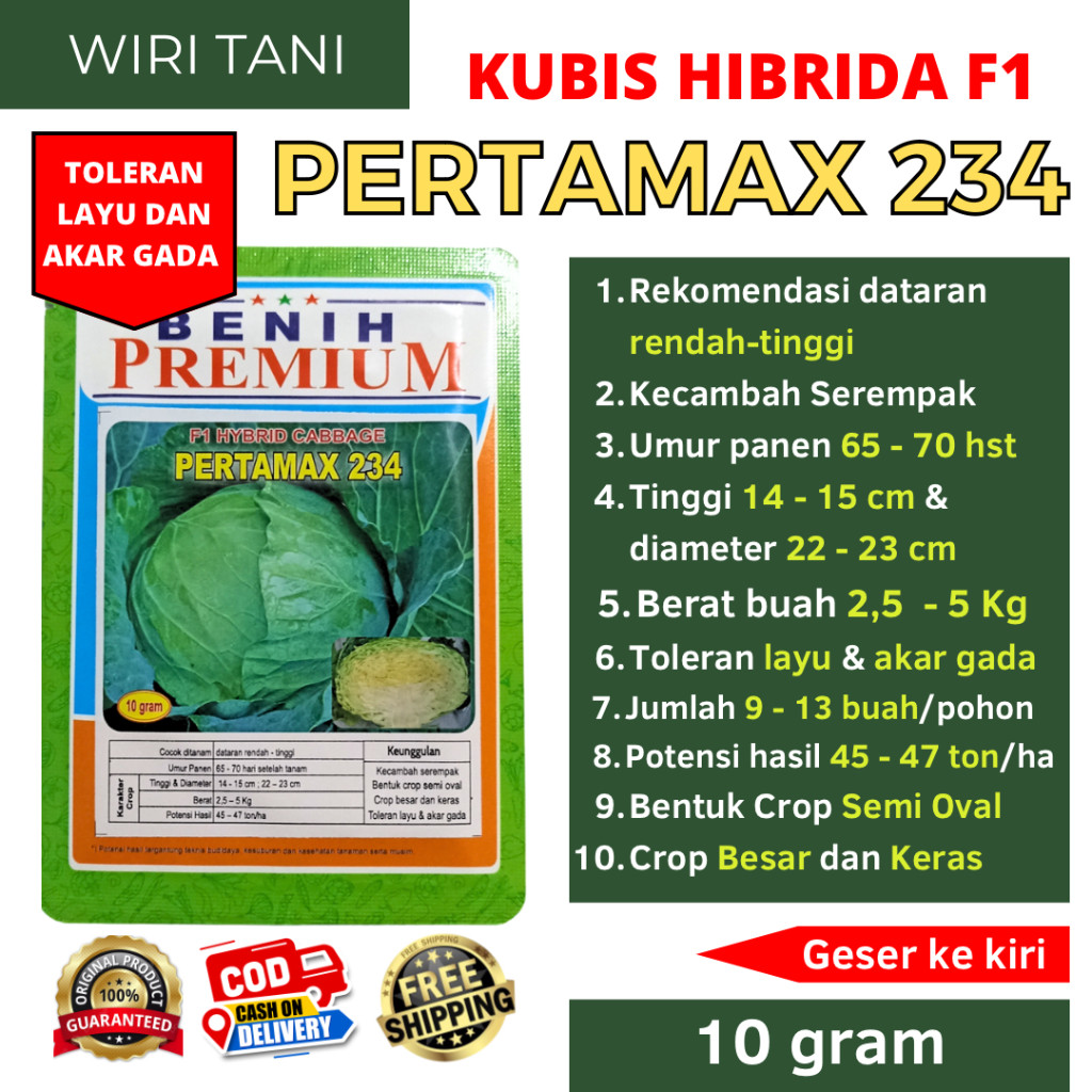 Jual [Cod] Benih Kubis Jumbo Pertamax 234 (Pertumbuhan Maksimal ...