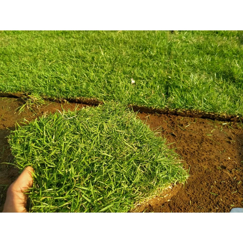 Jual Tanaman Rumput Jepang (Zoysia Japonica)Per 1 Meter - Rumput Jepang ...