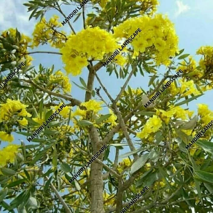 Jual Tanaman Hias Tabebuya Kuning 1 Meter - Pohon Tabebuya Bunga Kuning ...