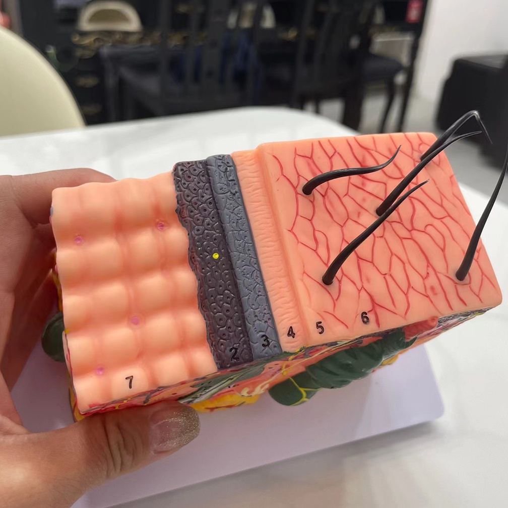 Jual New 50X 35X Medical Science Model Human Skin Spine Anatomy Skin ...