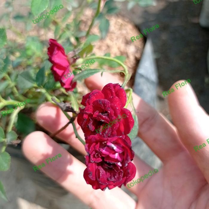 Jual Thinkerbelllll Tanaman Bunga Mawar Merah Mini/Mawar Impor Climbing ...