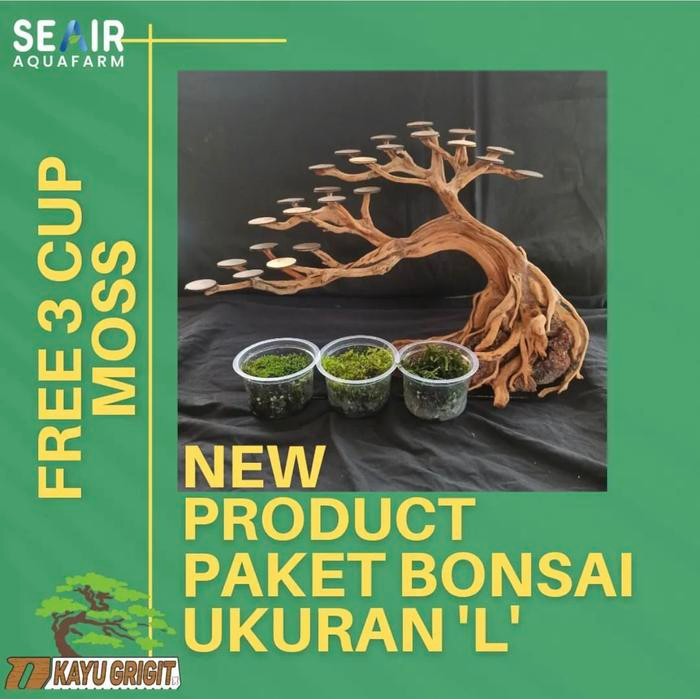 Jual PREMIUM Paket Bonsai Kayu Grigit ukuran L | Shopee Indonesia