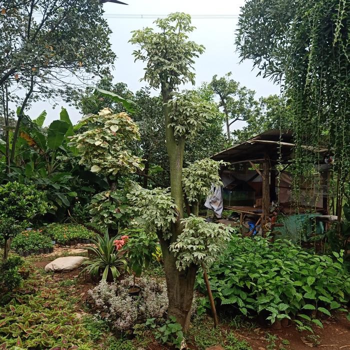 Jual tanaman bonsai kapuk putih - randu putih tinggi 2.5 meter | Shopee ...