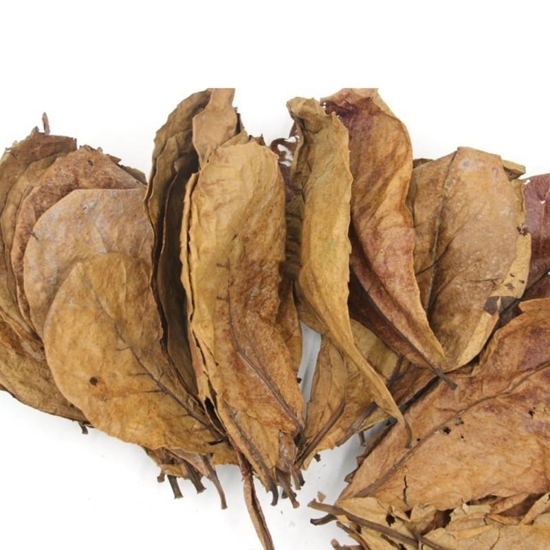 Jual 30Pcs Natural Terminalia Catappa Leaves Cleaning Treatment Fish ...