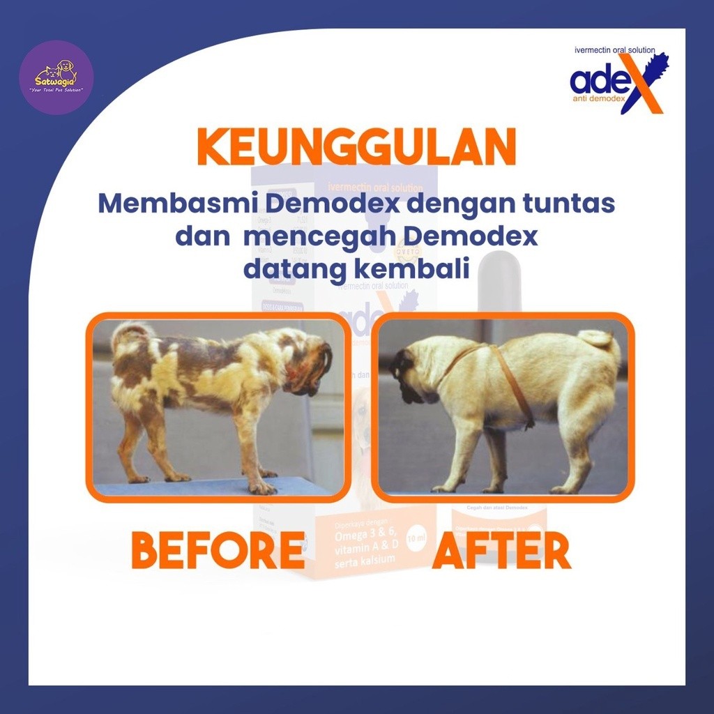 Jual Botak pada anjing Obat sirup Demodex demodek kudis gudikan Adex Rekomendasi Dokter Hewan ...