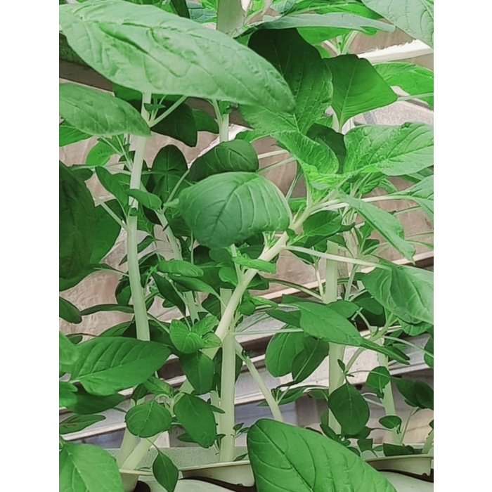 Jual New Mara Premium Selection - Benih Bayam Batang Putih Ivory 5 Gr ...