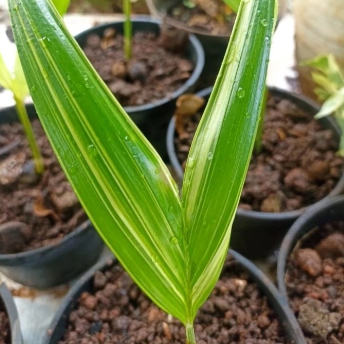 Jual New 5 pohon palem Putri Variegata bibitan Ready | Shopee Indonesia