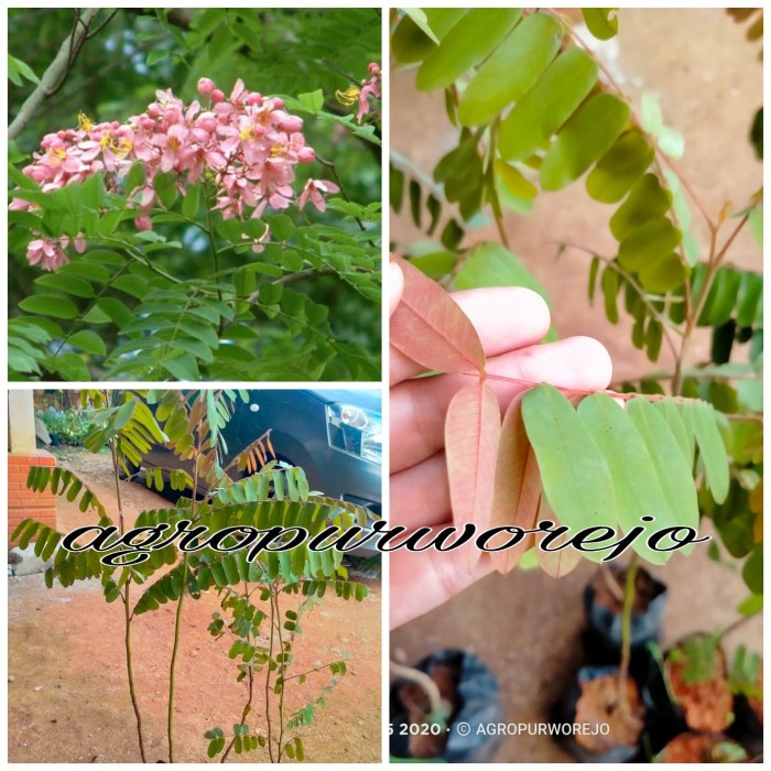 Jual BERGARANSI Bibit Tanaman Trengguli Wanggang I Trengguli Merah I ...