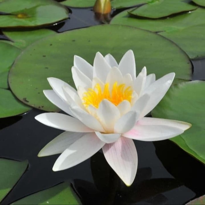 Jual Tanaman Hias Air Aquascape - Bibit Bunga Teratai White Lotus ...