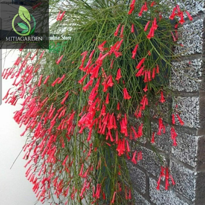 Jual Tanaman hias Air mancur merah menjuntai - Pohon Russelia bunga ...