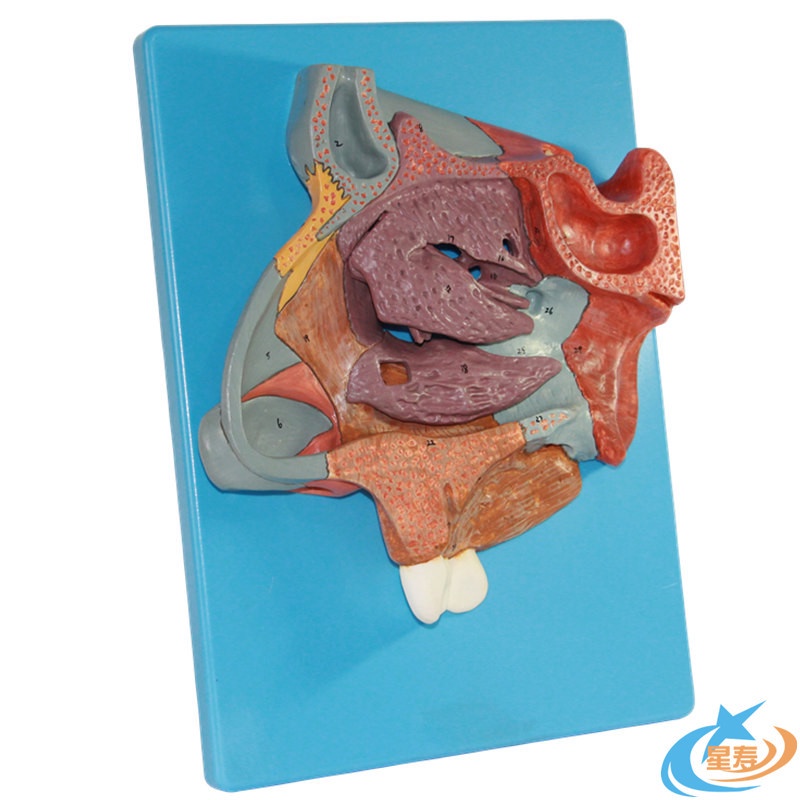 Jual New Nasal Anatomical Model Anatomy of Nose and Paranasal Sinuses ...