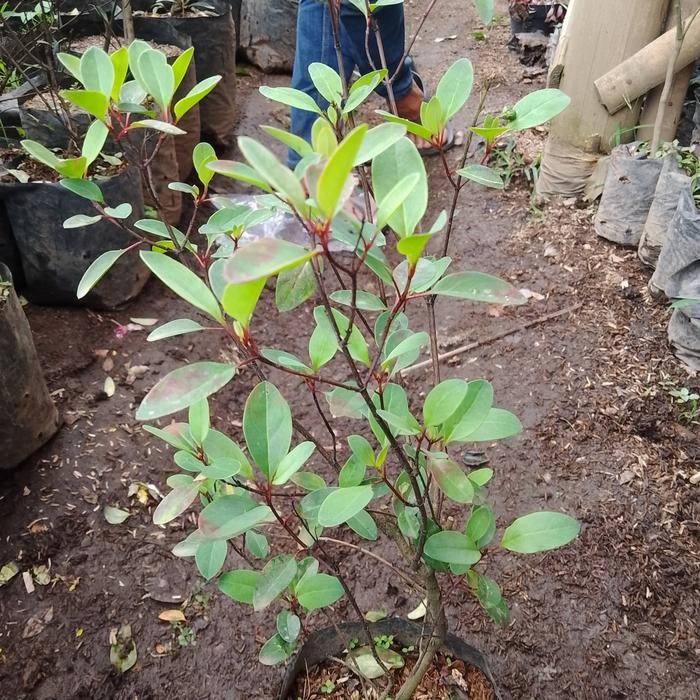 Jual JTTOP" TANAMAN HIAS KI HUJAN MAS RIMBUN. | Shopee Indonesia