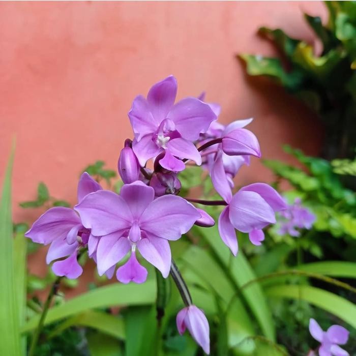 Jual JTTOP" TANAMAN HIAS ANGGREK TANAH BUNGA UNGU - ANGGREK TANAH ...