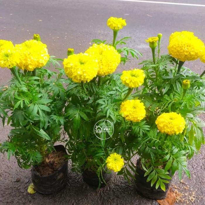 Jual Tanaman Mery gold | Shopee Indonesia