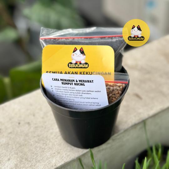 Jual READY RUMPUT KUCING PAKET TANAM BENIH GANDUM WHEATGRAS LENGKAP ...