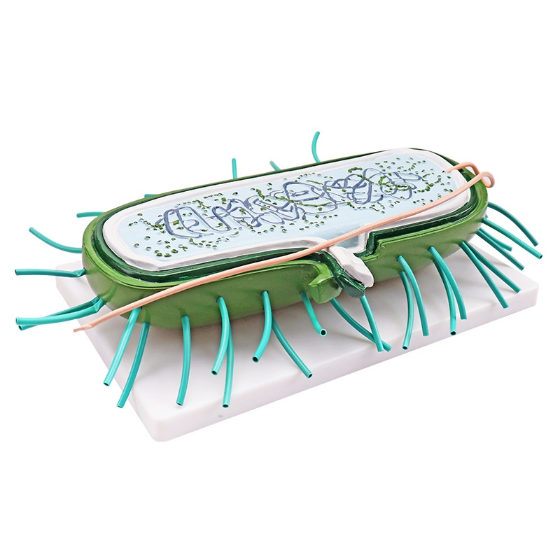 Jual BARU Teaching equipment, laboratory bacteria model, teaching and ...