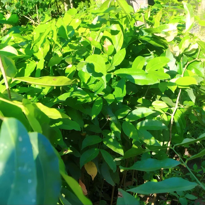 Jual MURAH Bibit Tanaman Merbau Flora Langka Kayu Besi Nusantara Ukuran ...