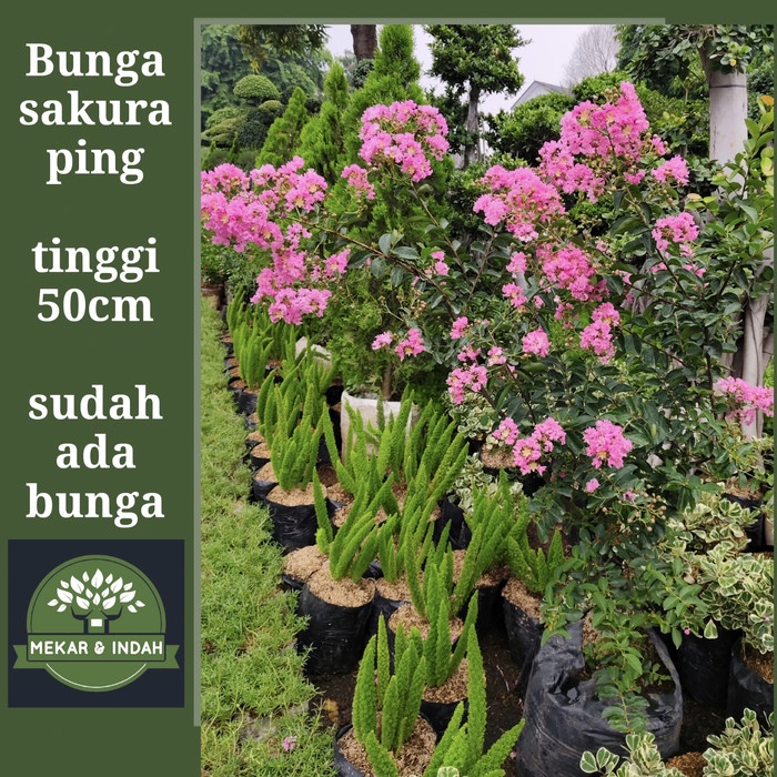 Jual TANAMAN BUNGA SAKURA PINK/ POHON BUNGA SAKURA PINK LOKAL | Shopee ...