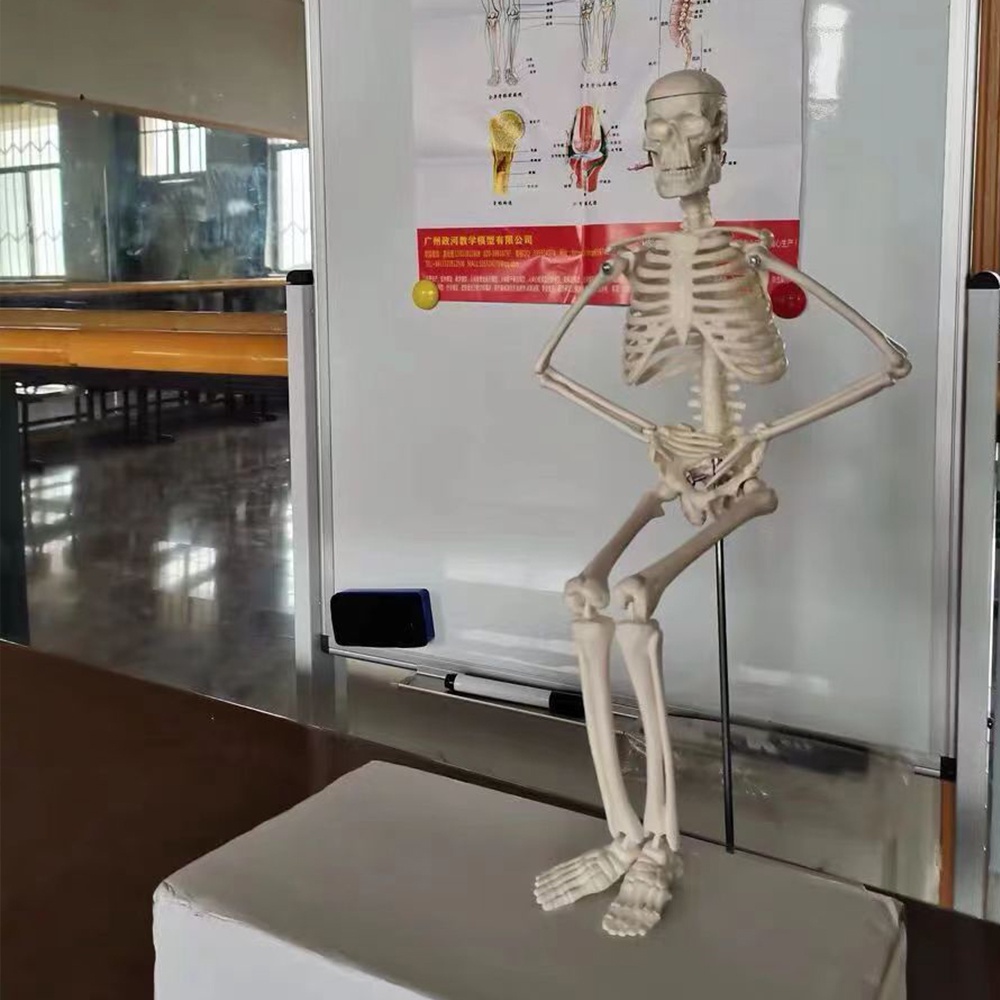 Jual NEW 45CM Human Anatomical Anatomy Skeleton Model Poster Learn Aid ...