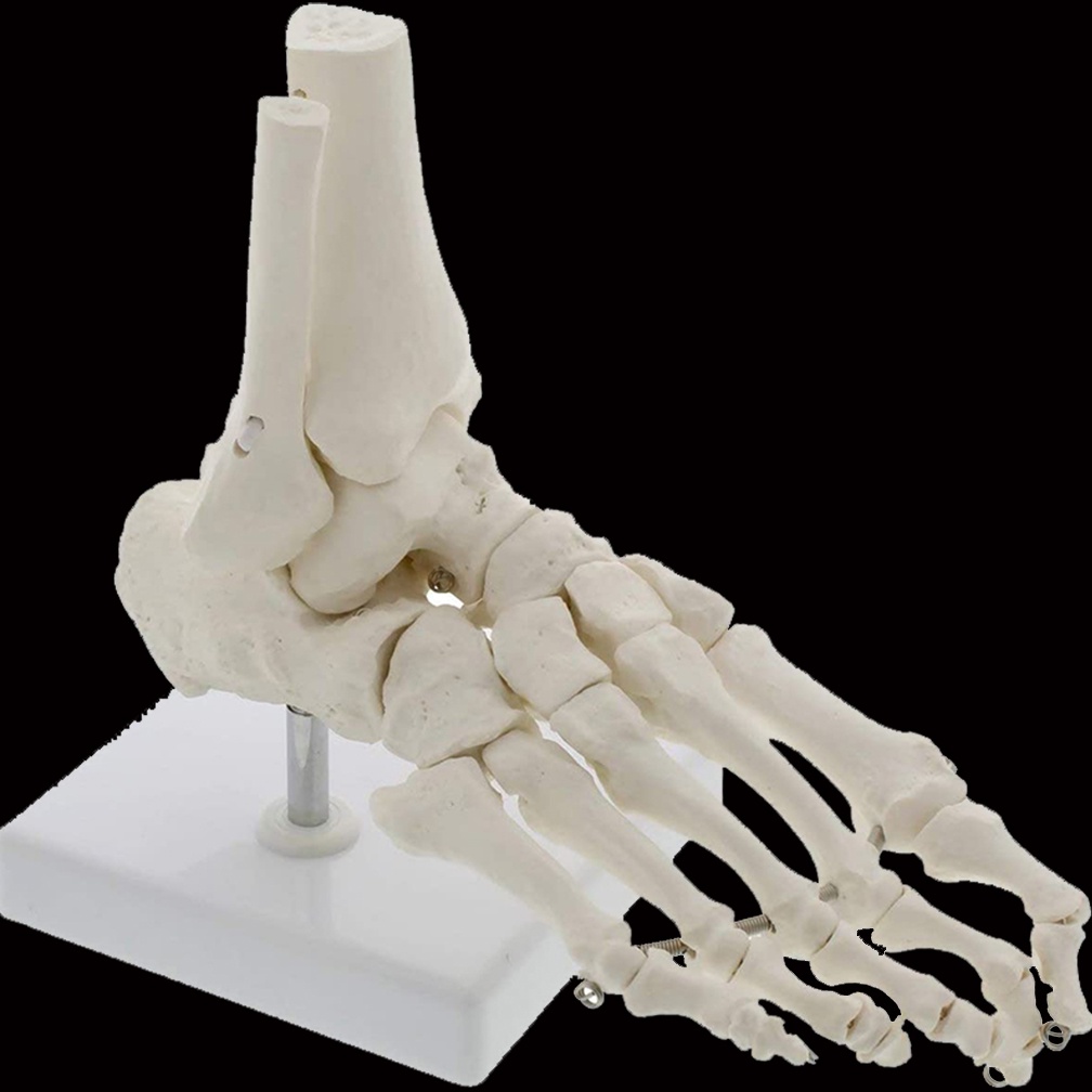 Jual NEW Life Size Foot Joints and bones Foot Anatomy Skeleton Human ...