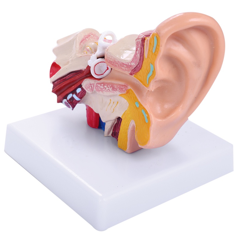 Jual New GTBL 1.5 Times Human Ear Anatomy Model Showing Organs ...