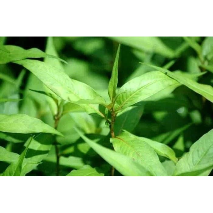Jual SS- Bibit Tanaman Kesum / Daun Laksa / Mint Vietnam | Shopee Indonesia